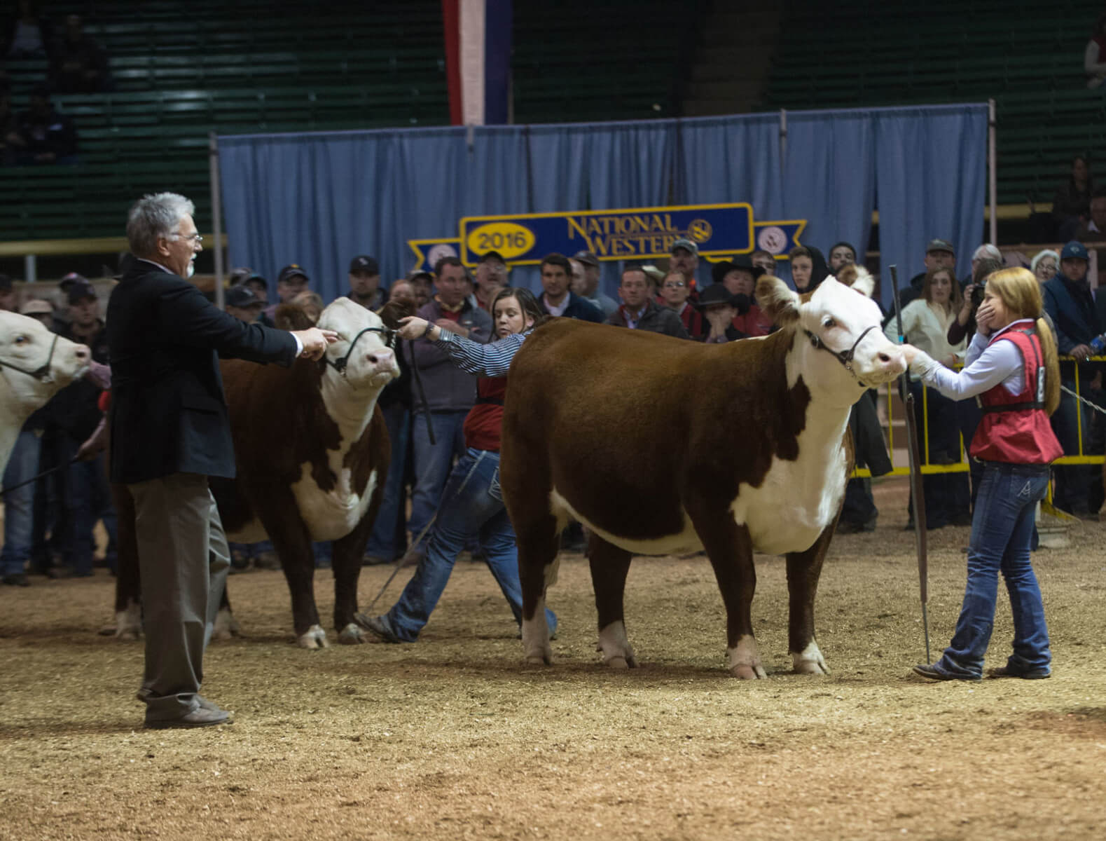 Home - Grimmel Girls Show Cattle - Hereford Cattle in Jarrettsville, MD